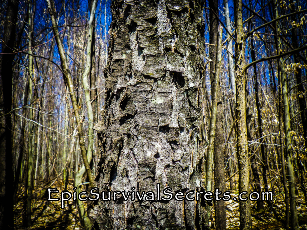 Tree Identification Bushcraft Skill North East USA - Epic Survival Secrets